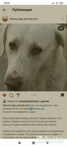 Найдена собака белая