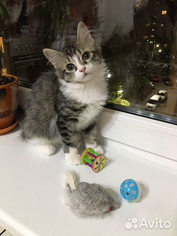 Котенок Элис