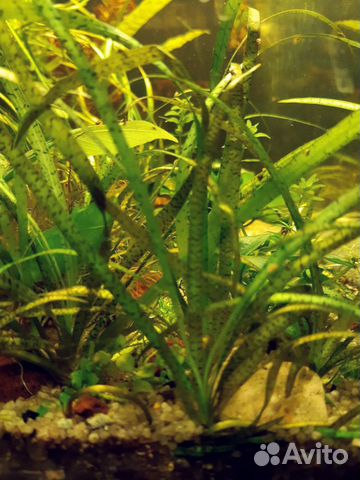 Прополка аквариумных растений