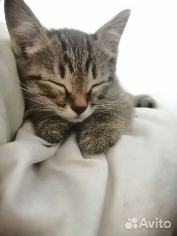 Котенок в добрые руки
