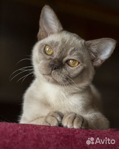 Кошечка шоколадного окраса