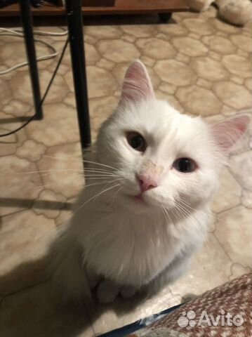 Отлам кота в добрые руки