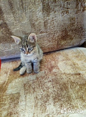 Кошка в дар