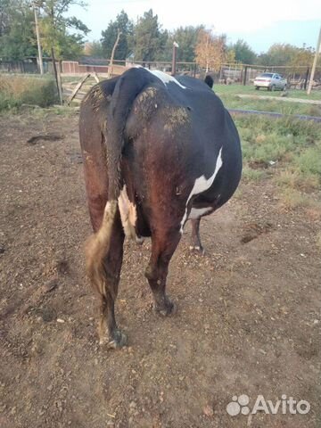 Айширская корова