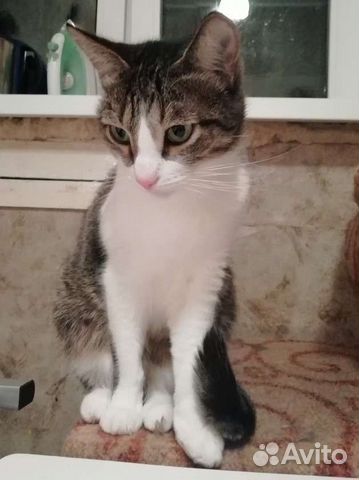 Котик-Кеша ласковый игривый мальчишка в добрые и з