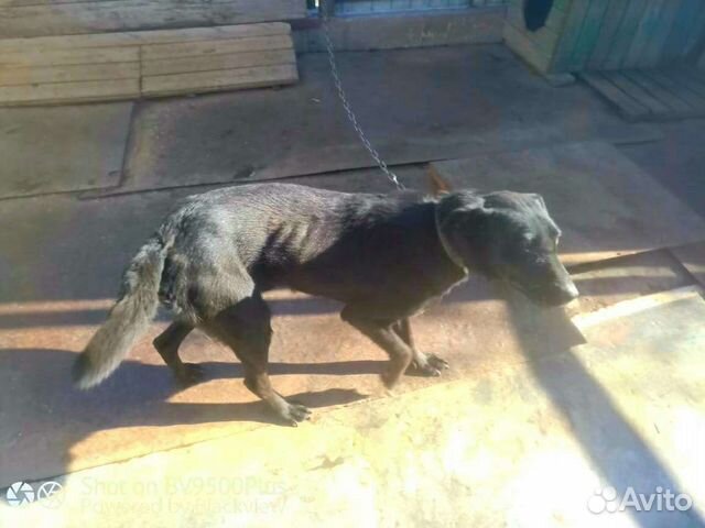 Хозяева уезжают, пес остается