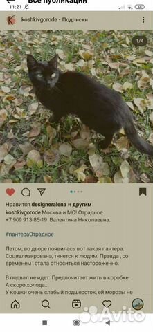 Красивая черная пантера-кошка