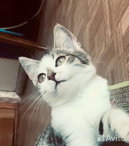 Котенок