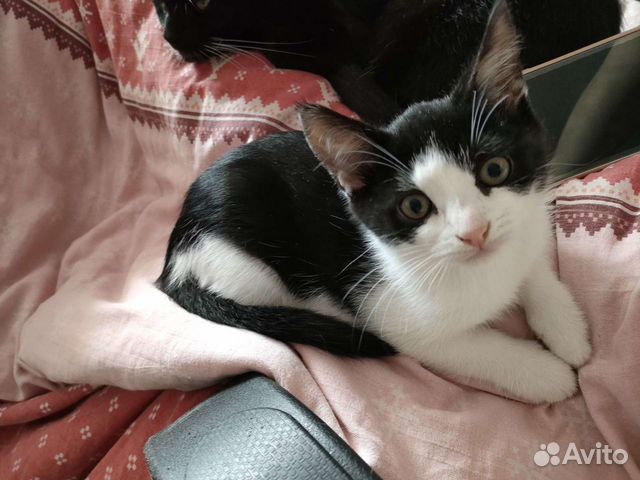 Котята ищут дом