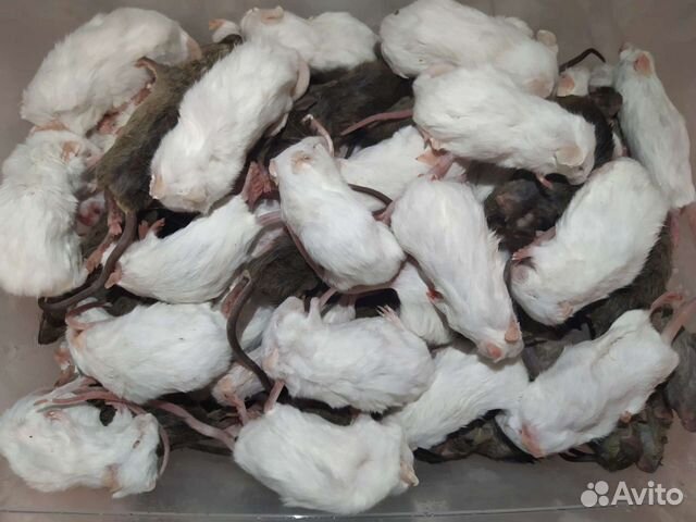 Мыши кормовые заморозка