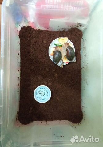 Отдам 2 улитки ахатины со всем убранством