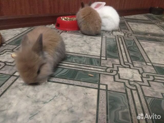 Отдадим крольчат в хорошие руки. Бесплатно