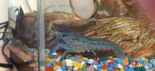 Мраморный рак