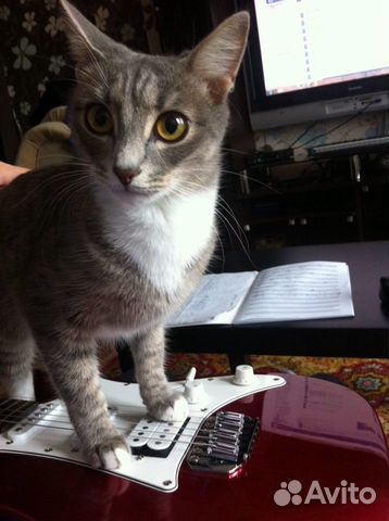 Кошка в добрые руки, стерилизована, 9 лет