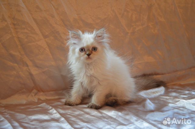 Кошечка