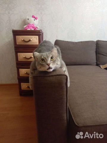 Ищем кошку на случку котику 1 год