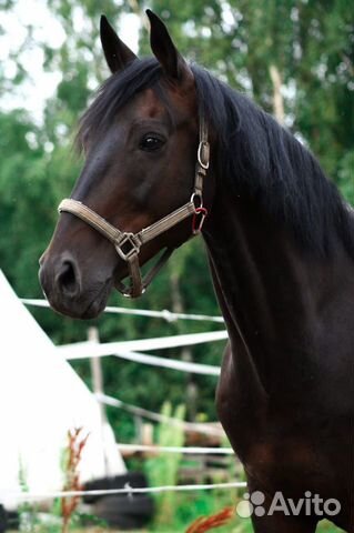 Продам лошадь