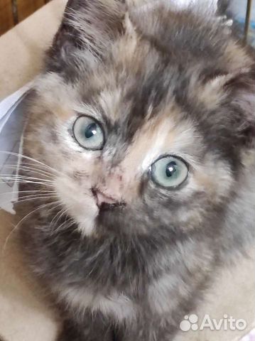 Кошка в дар