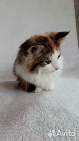 Котенок кошечка девочка Вжик 3 мес Трехцветка Спас