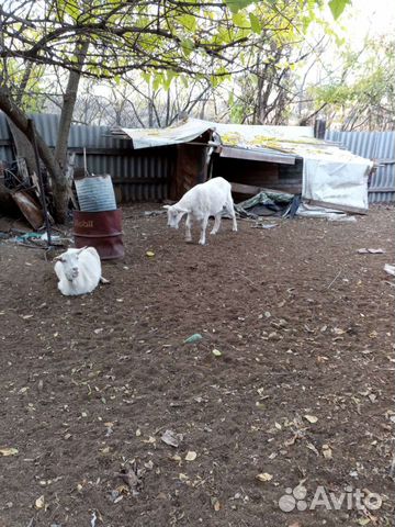 Коза,козел,козлята