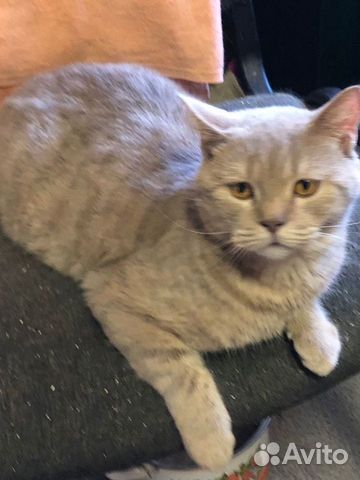 Брутальный шотландец в дар