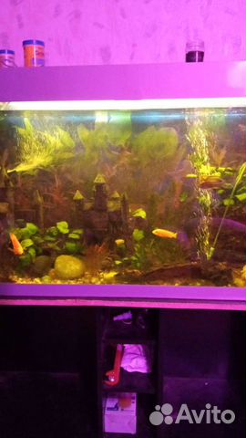 Аквариум и все его обитатели