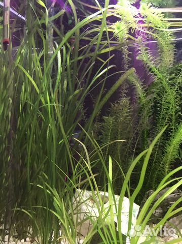 Валиснерия гигантская