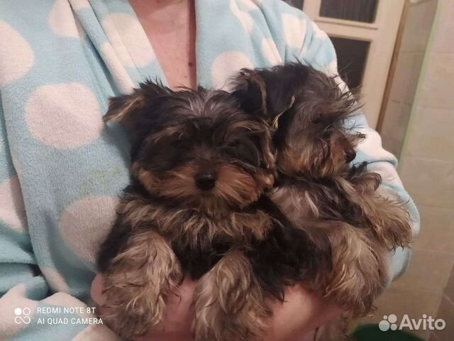 Йоркширский терьер