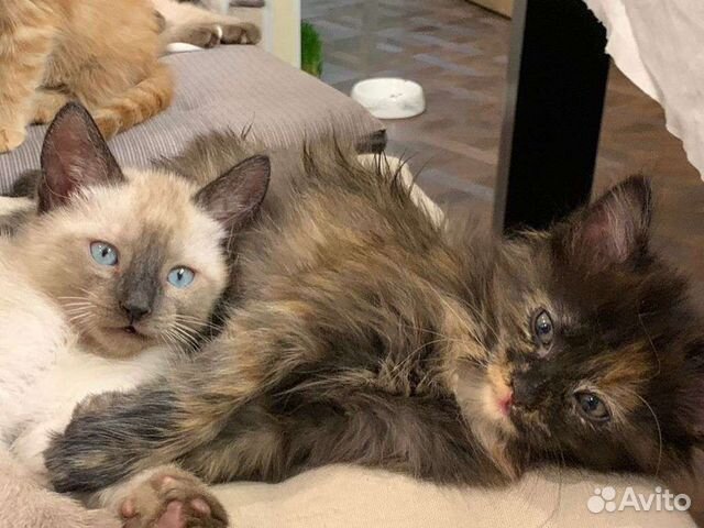 Малыши ищут семью