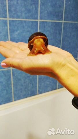 Улитки ахотино