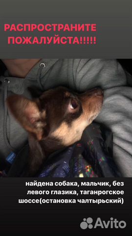 Найдена собака, Той-Терьер(предположительно), года