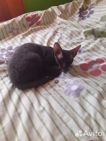 Кошки в добрые руки бесплатно