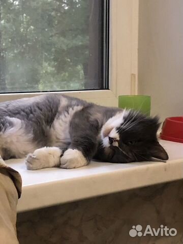 Отдам бесплатно кошку