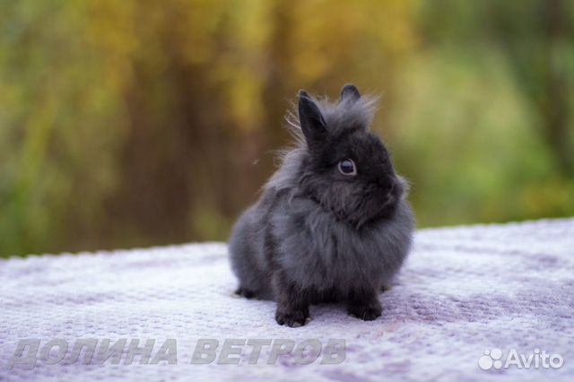 Обаятельная девочка карликовый кролик