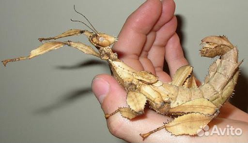 Австралийские палочники