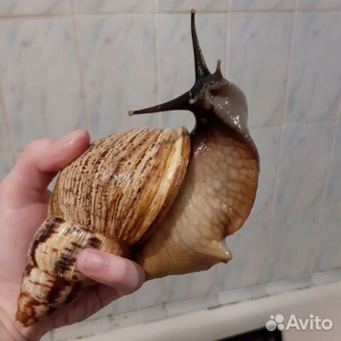 Улитка ахатина