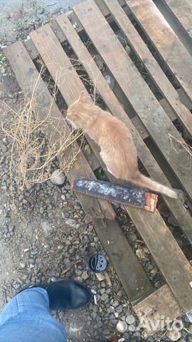 Котенок на стройке