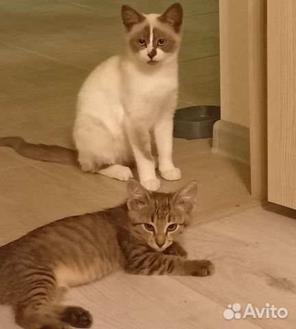 Котята в хорошие руки