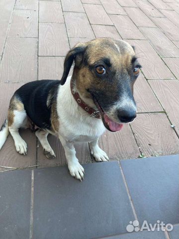 Девочка - коротколапик