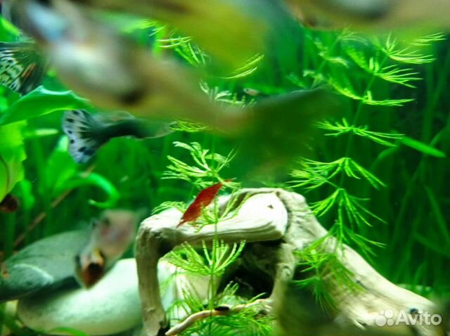 Рыбки,креветки,растения