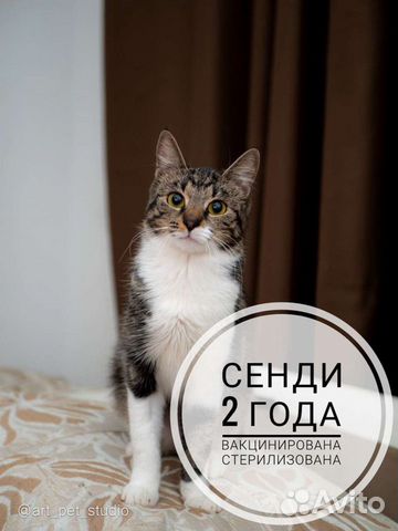 Кошка-попугай