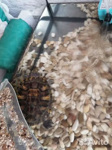 Красноухая черепаха с аквариумом