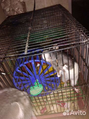 Крыса дамбо отдам