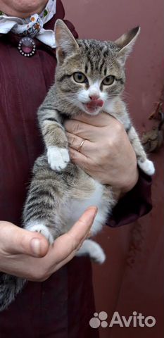 Кот породы Мэнкс