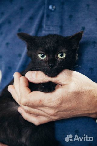 Котенок Лиза 3 месяца