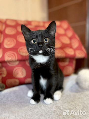 Котенок Мишель в Дар