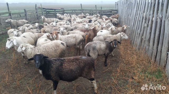 Овцематки на мясо