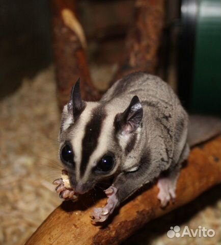 Белка летяга мальчик