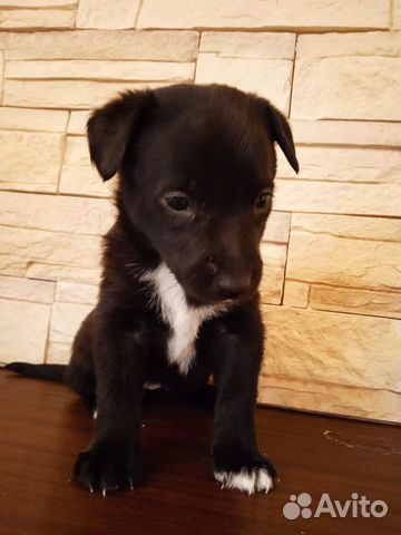 Щенок девочка 1 месяц ниже колена