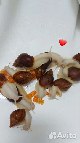 Улитки ахатины